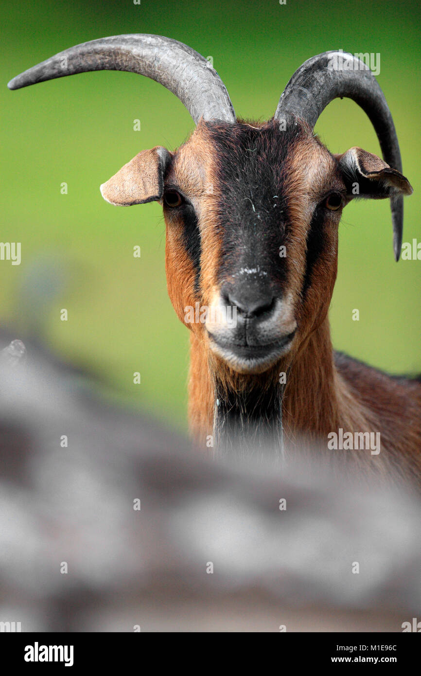 Single African Pygmy goat in zoological garden Stock Photo - Alamy