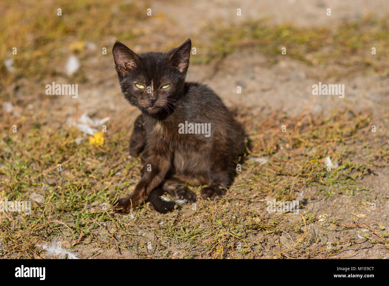 Stray feather hi-res stock photography and images - Alamy