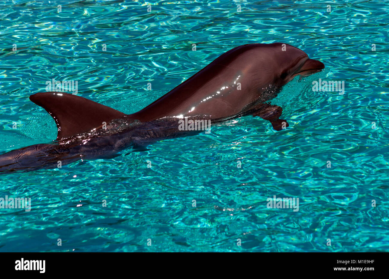 Dolphin hunting fish hi-res stock photography and images - Alamy