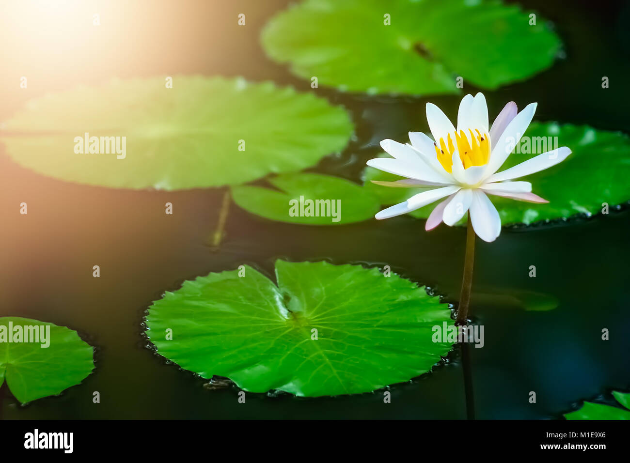 Beautiful pink water lily in a botanical garden in Yunnan, China Stock ...