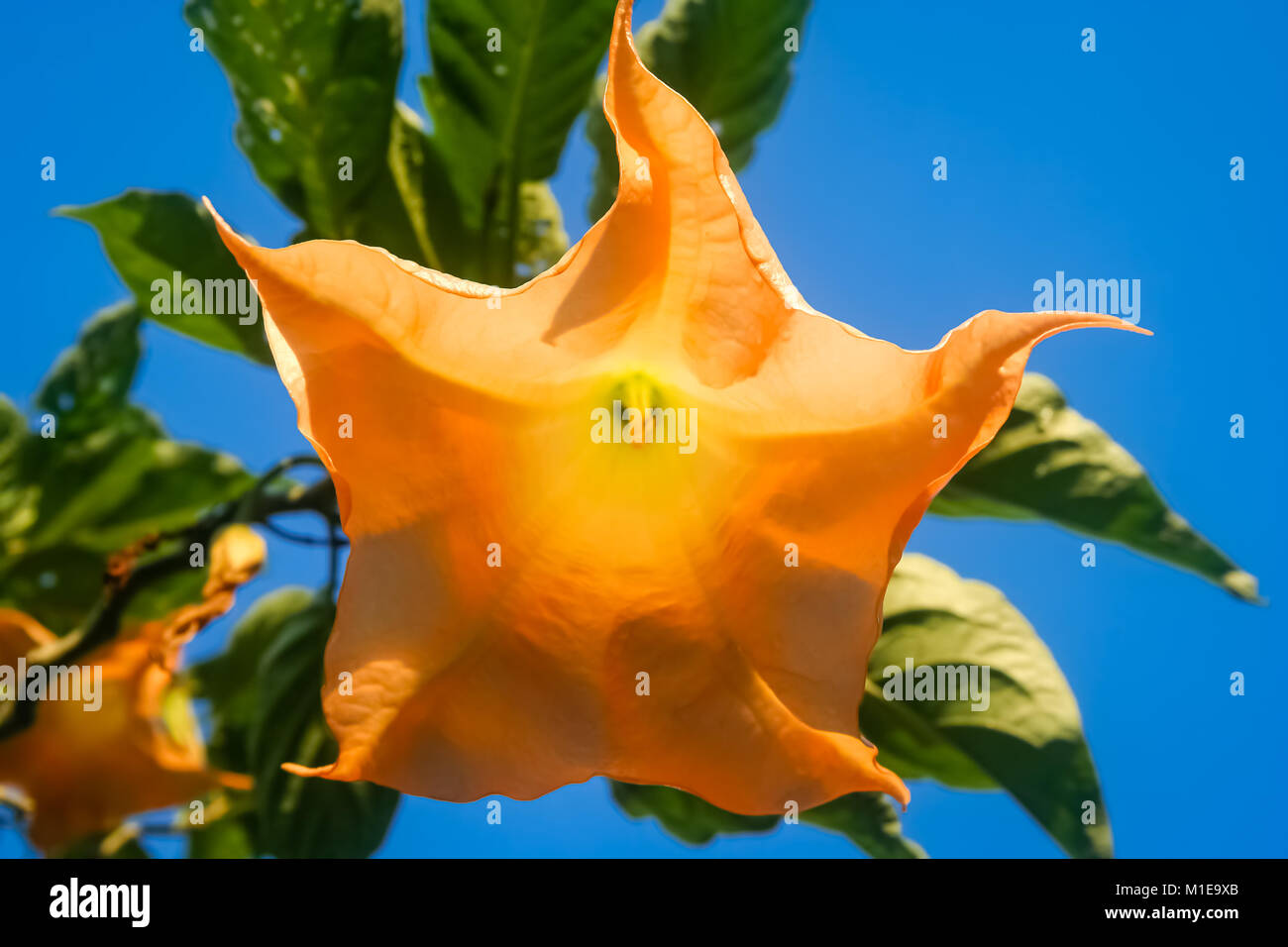 Yellow Brugmansia flower also called Angels Trumpets or Datura ...