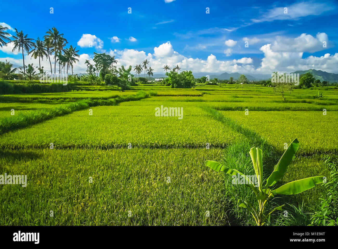 Dense tropical landscape of the Indonesian Bali island, Indonesia, Asia ...