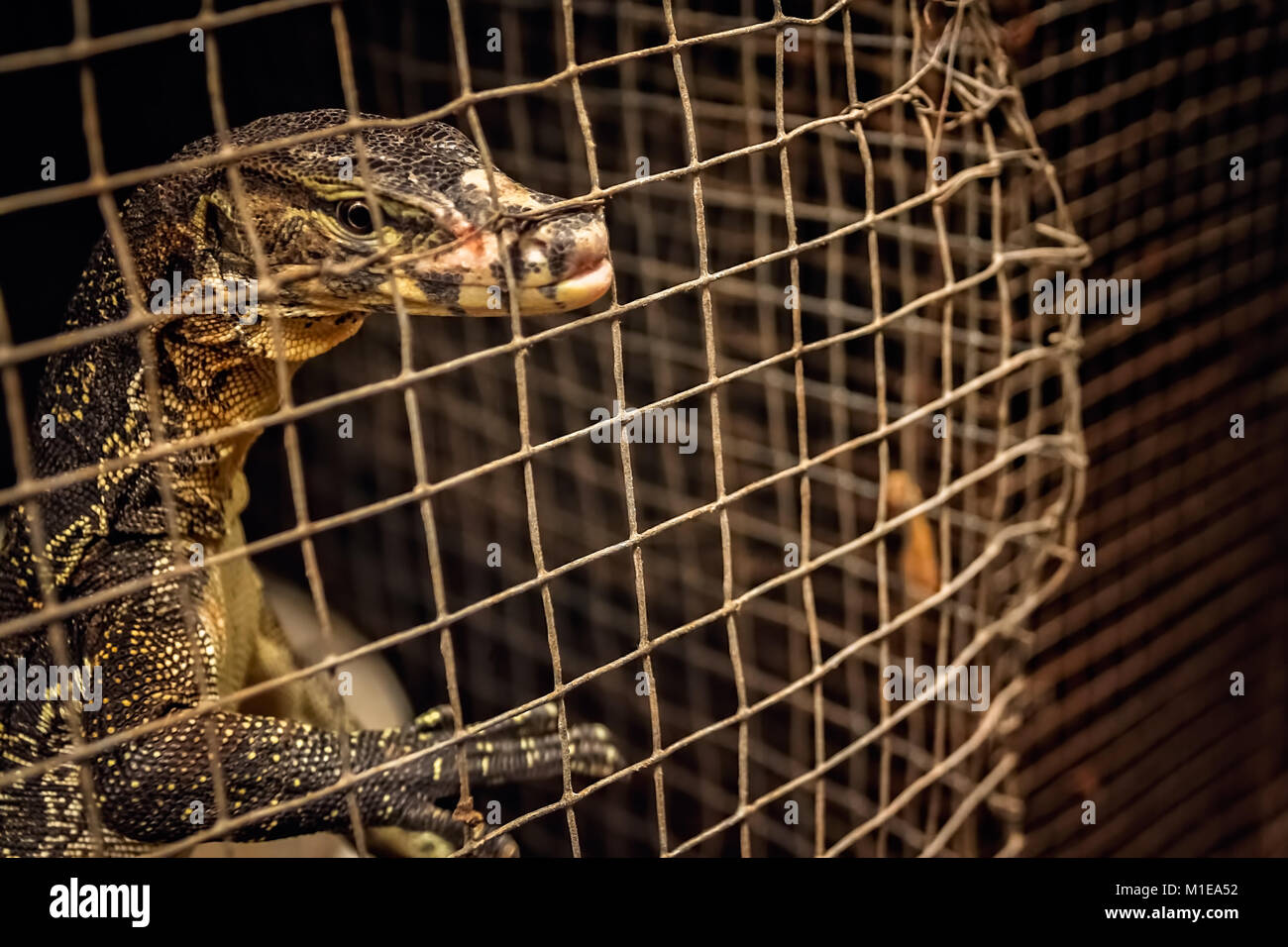 Small lizard on sale on the animal market in Yogya, Yogyakarta, Java ...