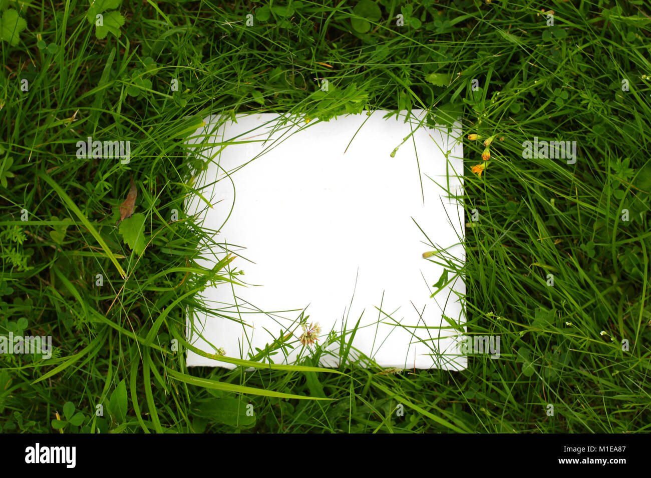 green grass background with white paper Stock Photo - Alamy