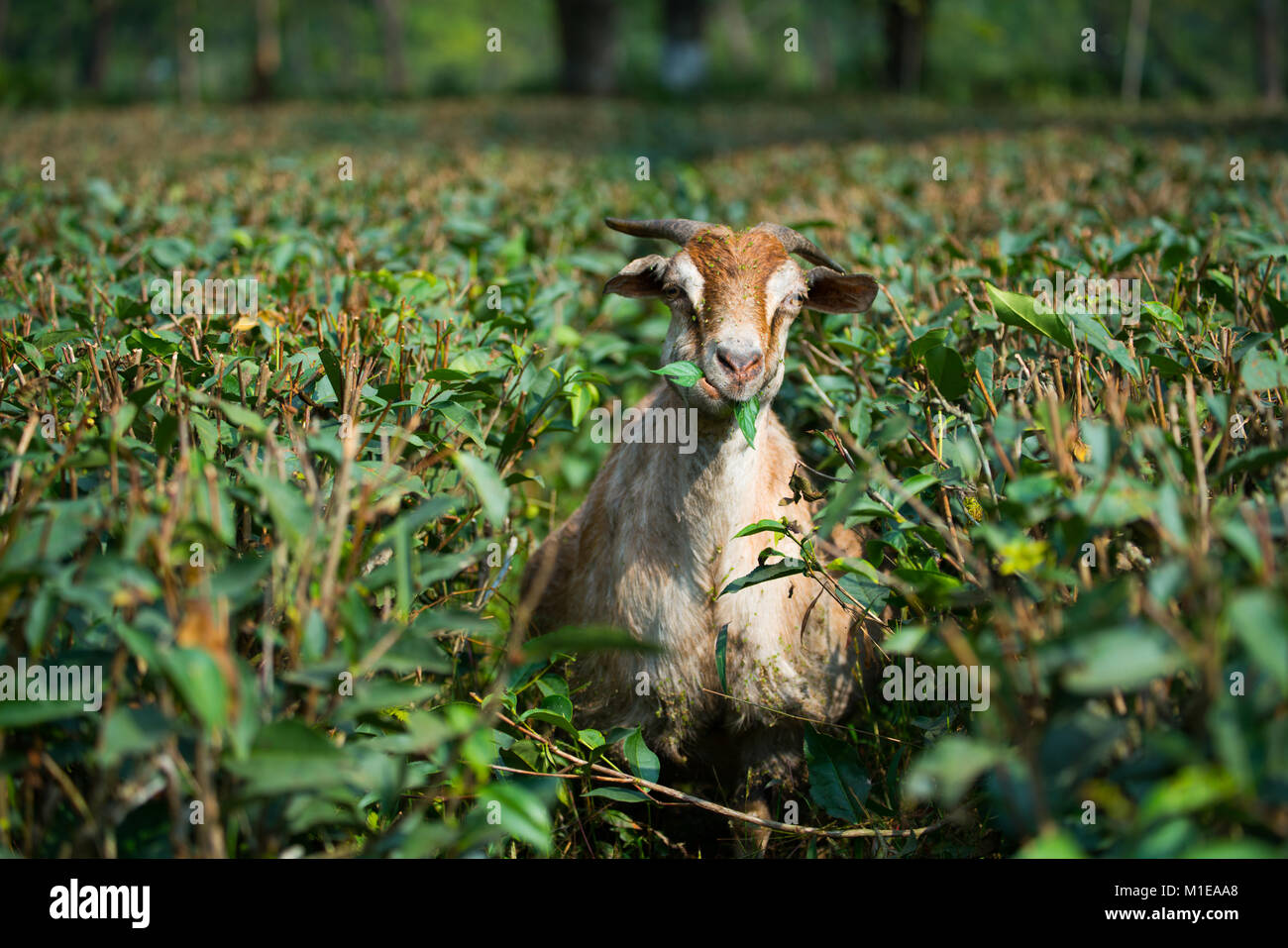 Goat eating grass hi-res stock photography and images - Alamy