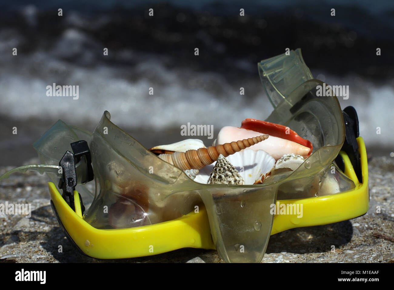 scuba tools and sea shell on the background of the ocean Stock Photo ...