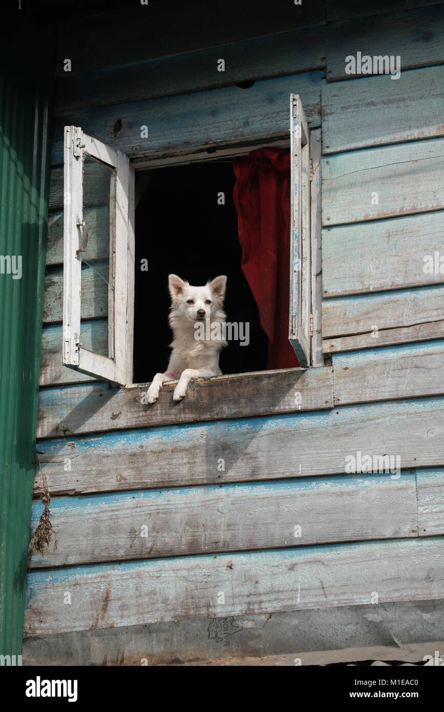 Dog standing in window and look out to see view from home Stock Photo ...