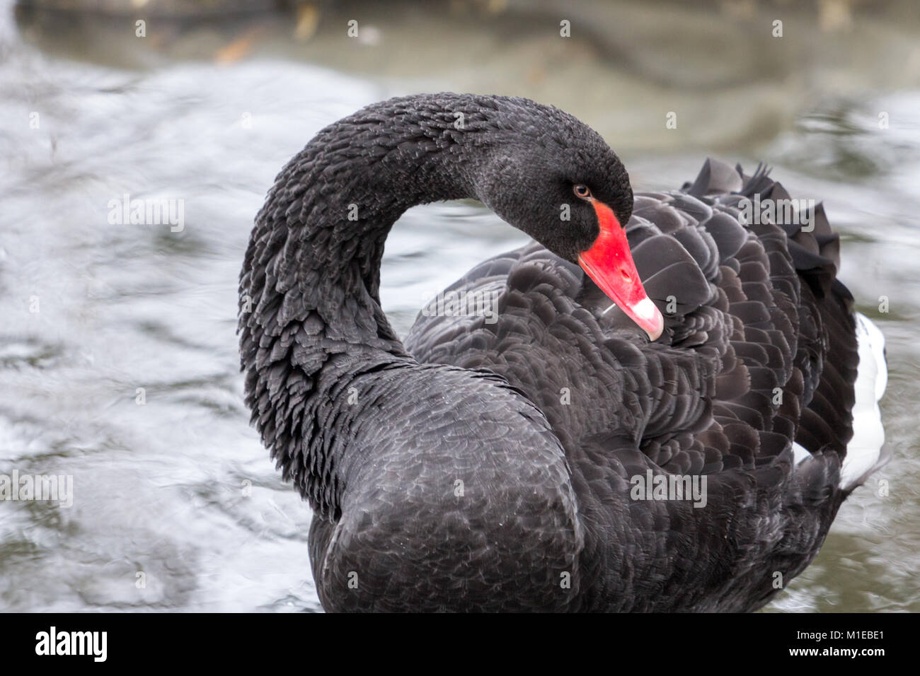 Native waterbird hi-res stock photography and images - Alamy