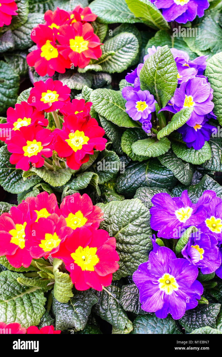 Polyanthus, Primula acaulis Stock Photo - Alamy