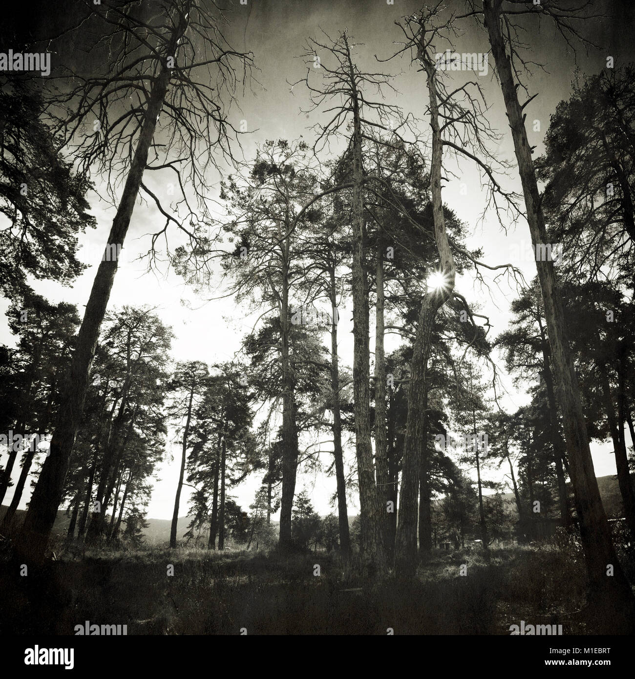 vintage dark forest textured duotoned nature background Stock Photo - Alamy