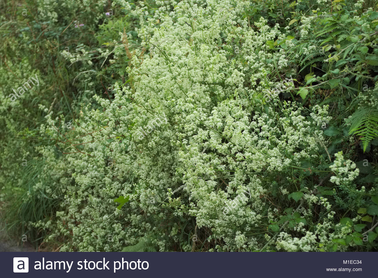 Gallium Stock Photos & Gallium Stock Images - Alamy