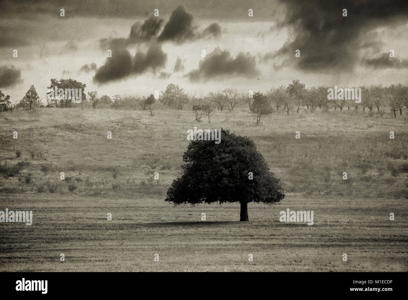 vintage textured old photo with single tree in stormy field and meadows ...