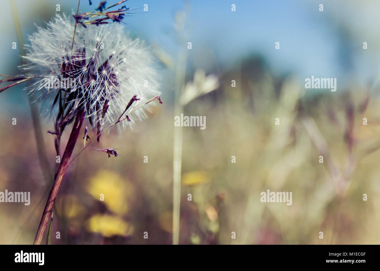 Pollination dandelion hi-res stock photography and images - Alamy