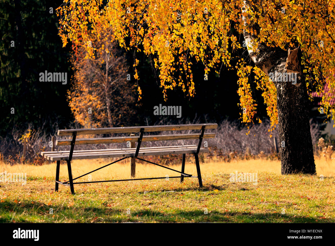 alone bench in the autumn park, sunset golden light Stock Photo - Alamy