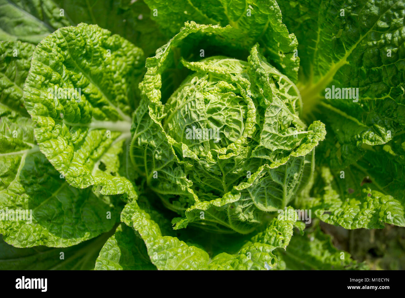 Organic Green Cabbage, A Vegetable, the best big size of Organic Green ...
