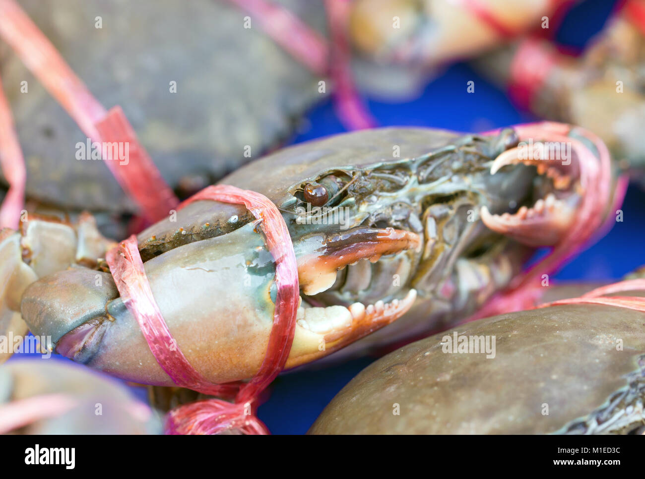 Raw crab on shelf Stock Photo - Alamy