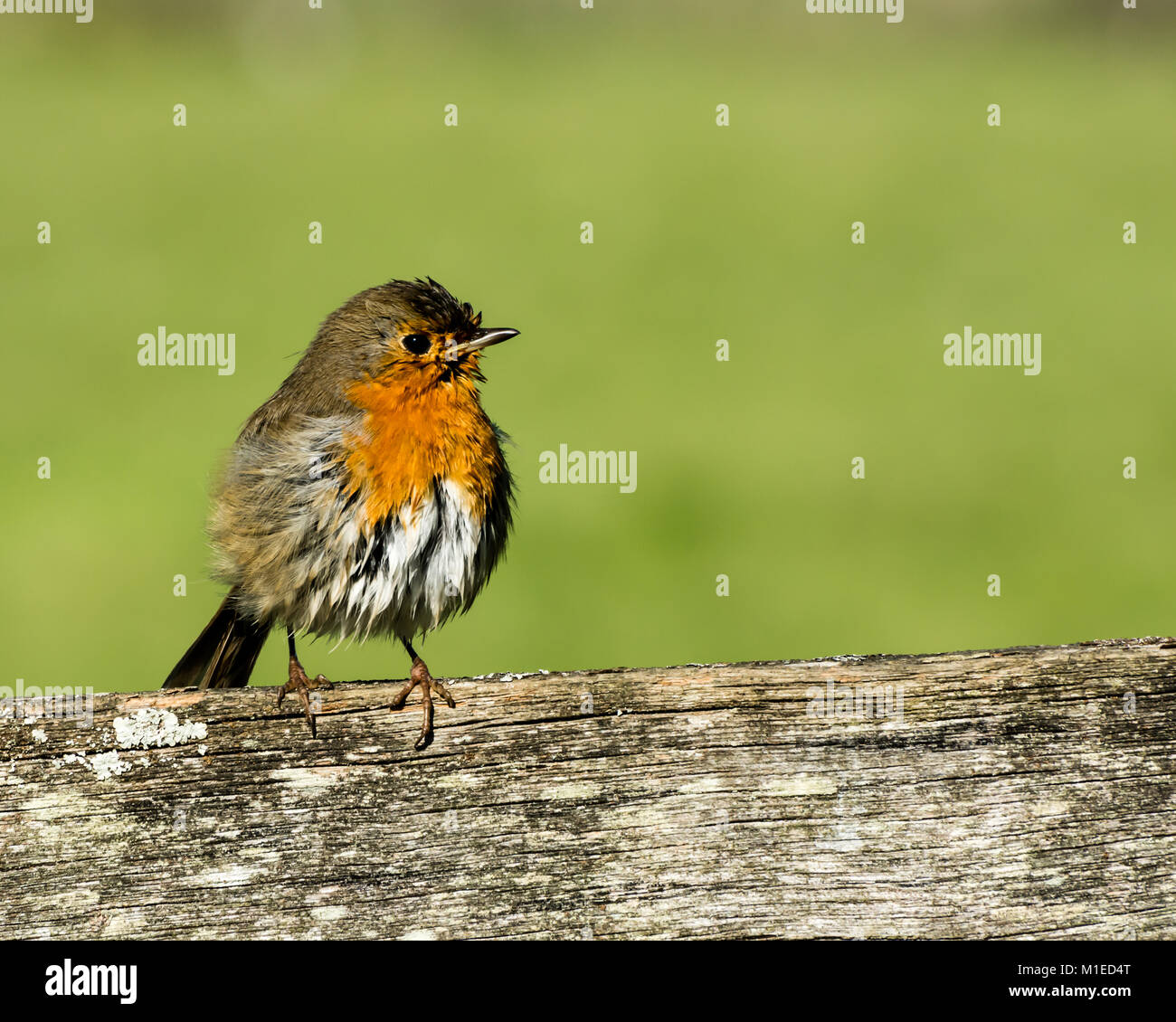 Robin rather hi-res stock photography and images - Alamy