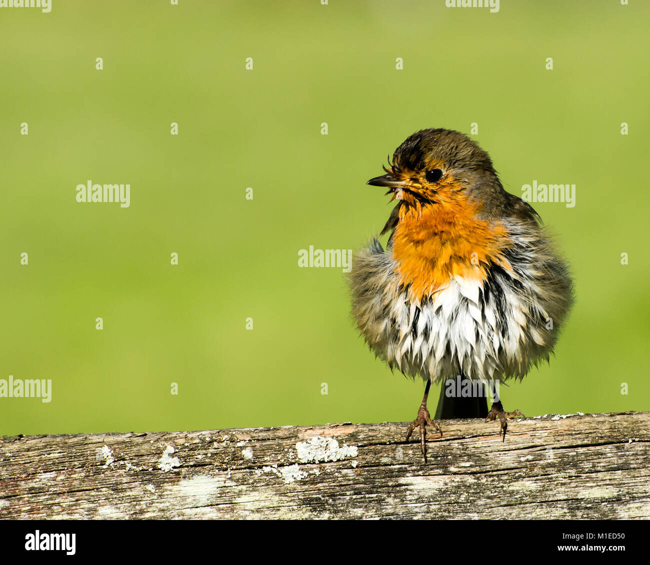 Robin rather hi-res stock photography and images - Alamy