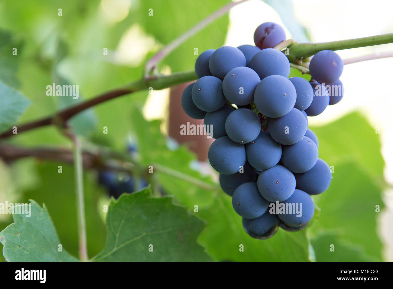 a bunch of grapes on a branch with leaves Stock Photo - Alamy