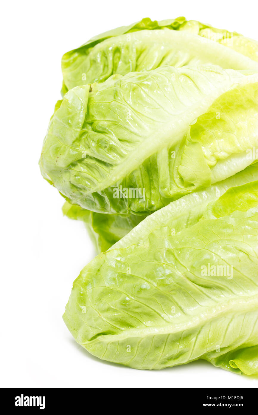 Baby Cos lettuce Stock Photo - Alamy
