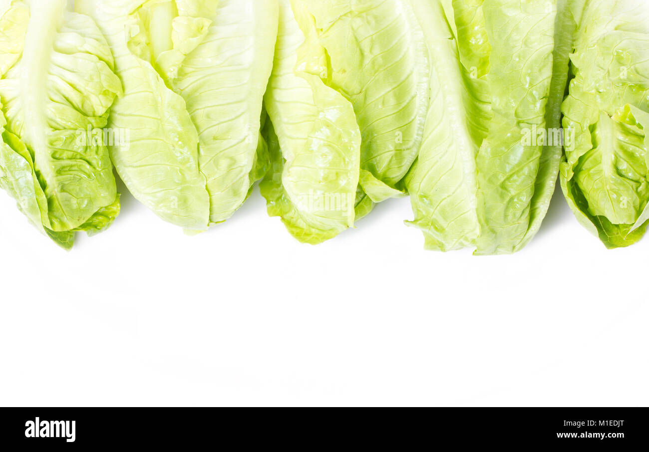 Baby Cos lettuce frame Stock Photo - Alamy