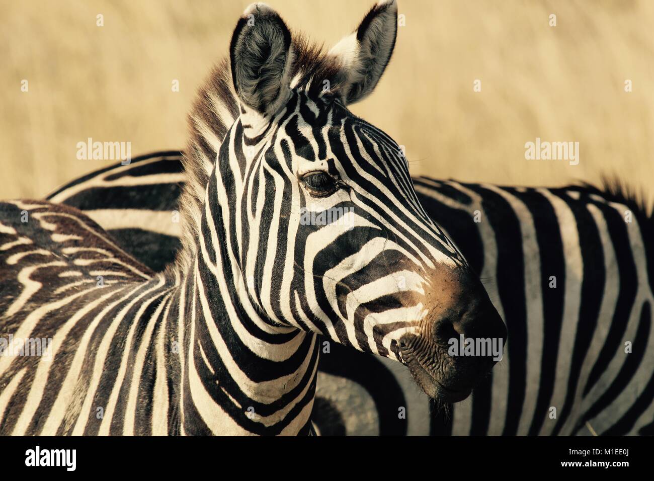 zebra in africa Stock Photo - Alamy
