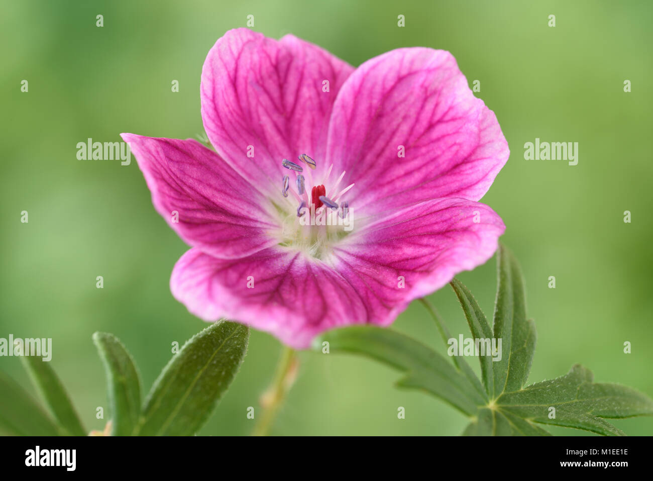 Hardy geraniums hi-res stock photography and images - Alamy