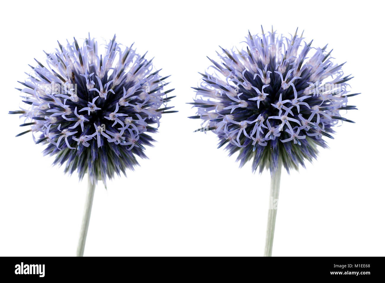 Coulourful Cut Out Stock Images & Pictures - Alamy