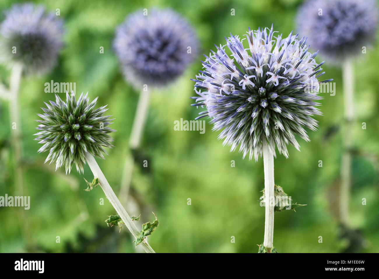 Echinops perennial hi-res stock photography and images - Alamy