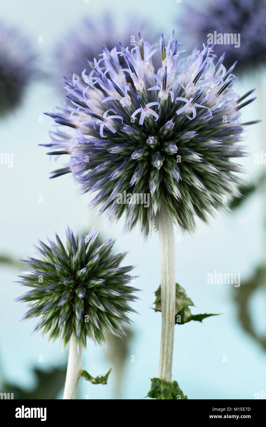 Echinops perennial hi-res stock photography and images - Alamy
