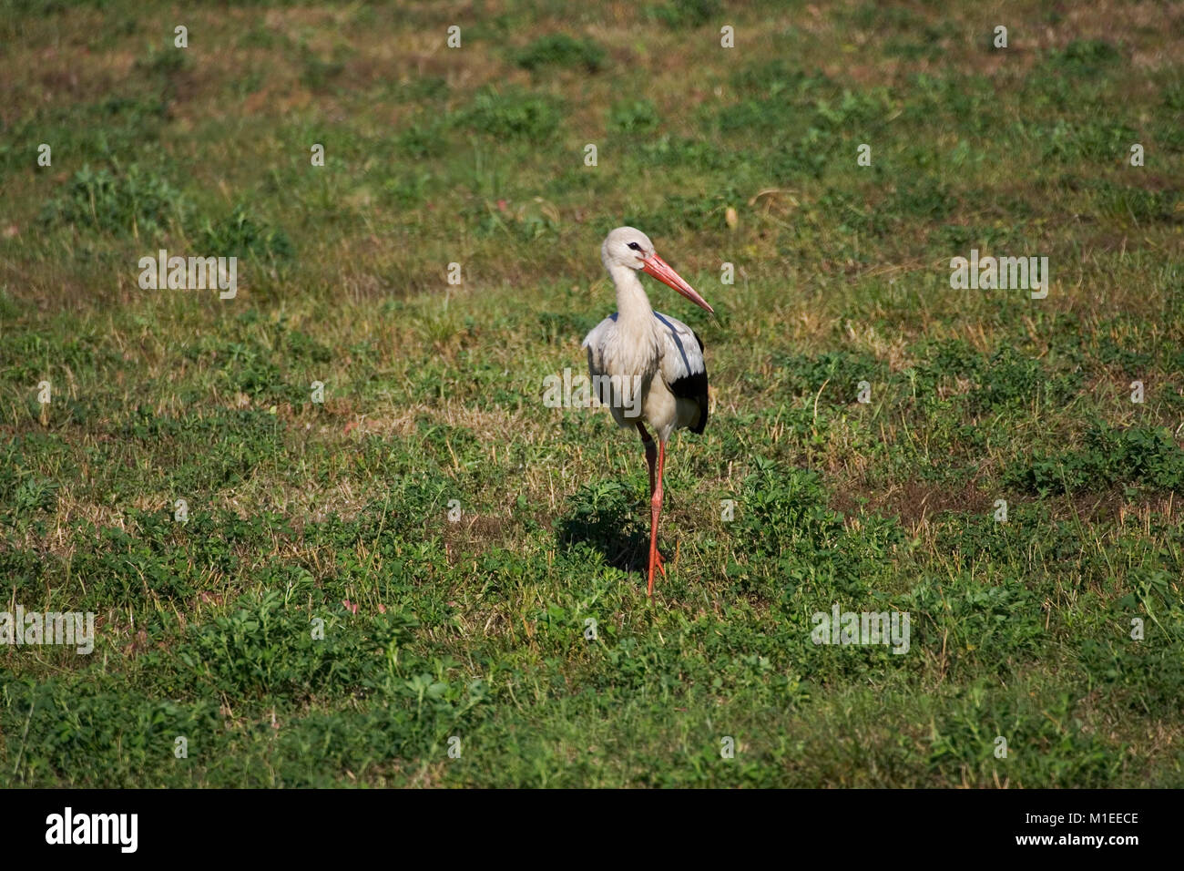 White stork Ciconia ciconia searching for food in grassland Hortobagy ...