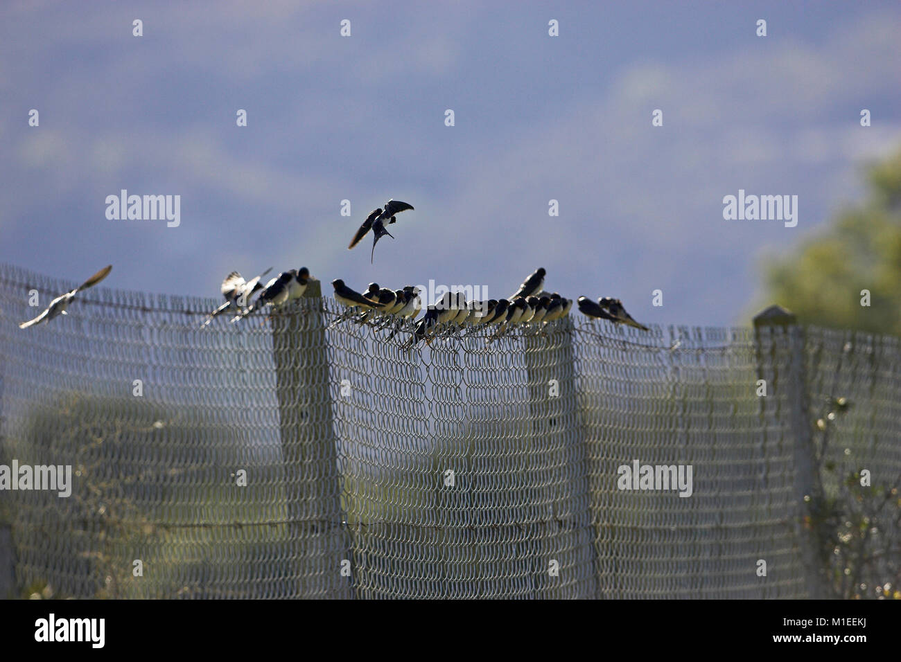Chain migration hi-res stock photography and images - Alamy