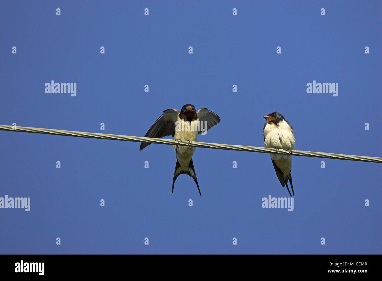 Barn swallow Hirundo rustica on migration Corsica France Stock Photo ...