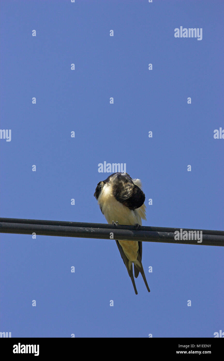 Barn swallow Hirundo rustica perchedon electricity cables Corsica ...
