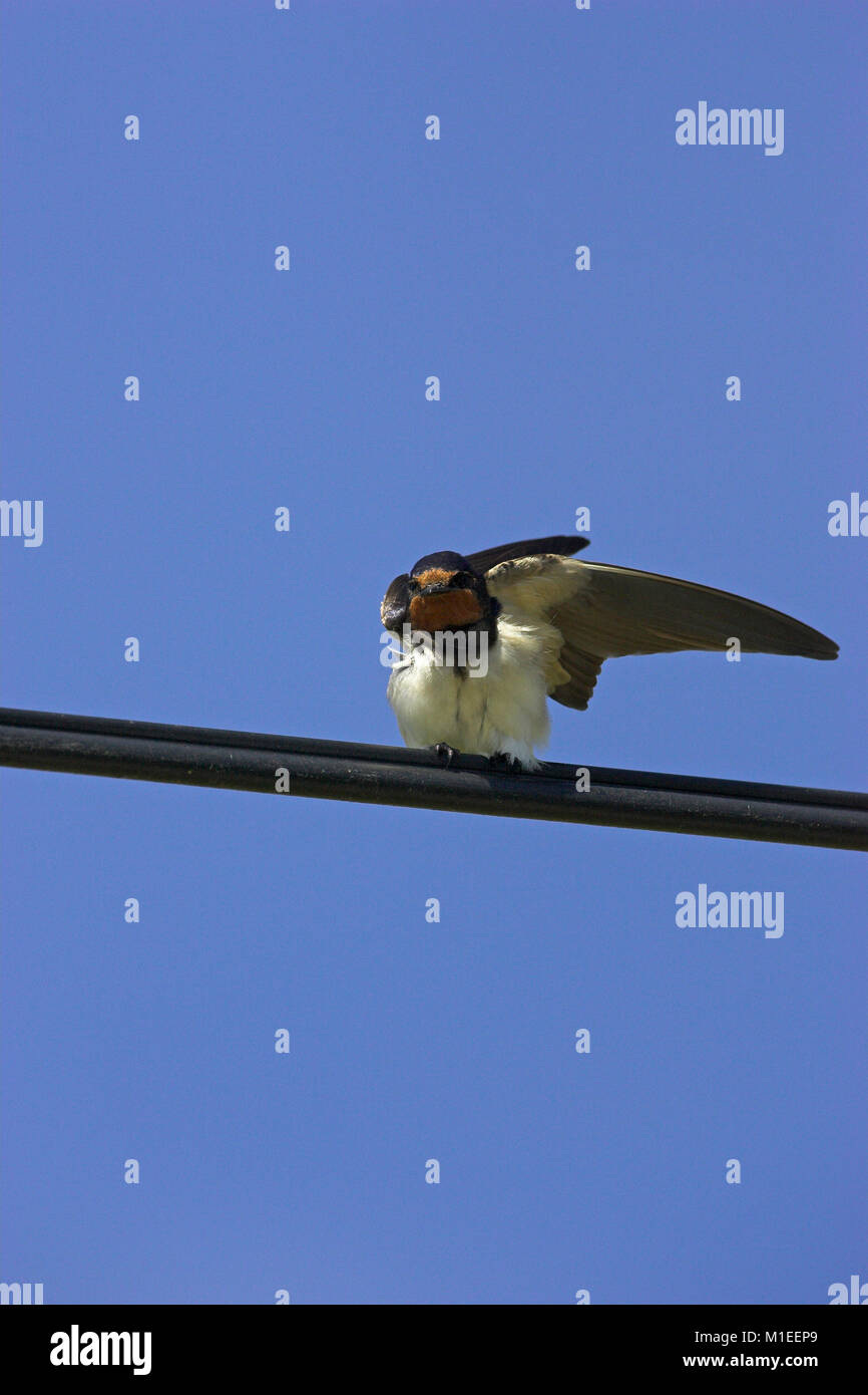Barn swallow Hirundo rustica perchedon electricity cables Corsica ...