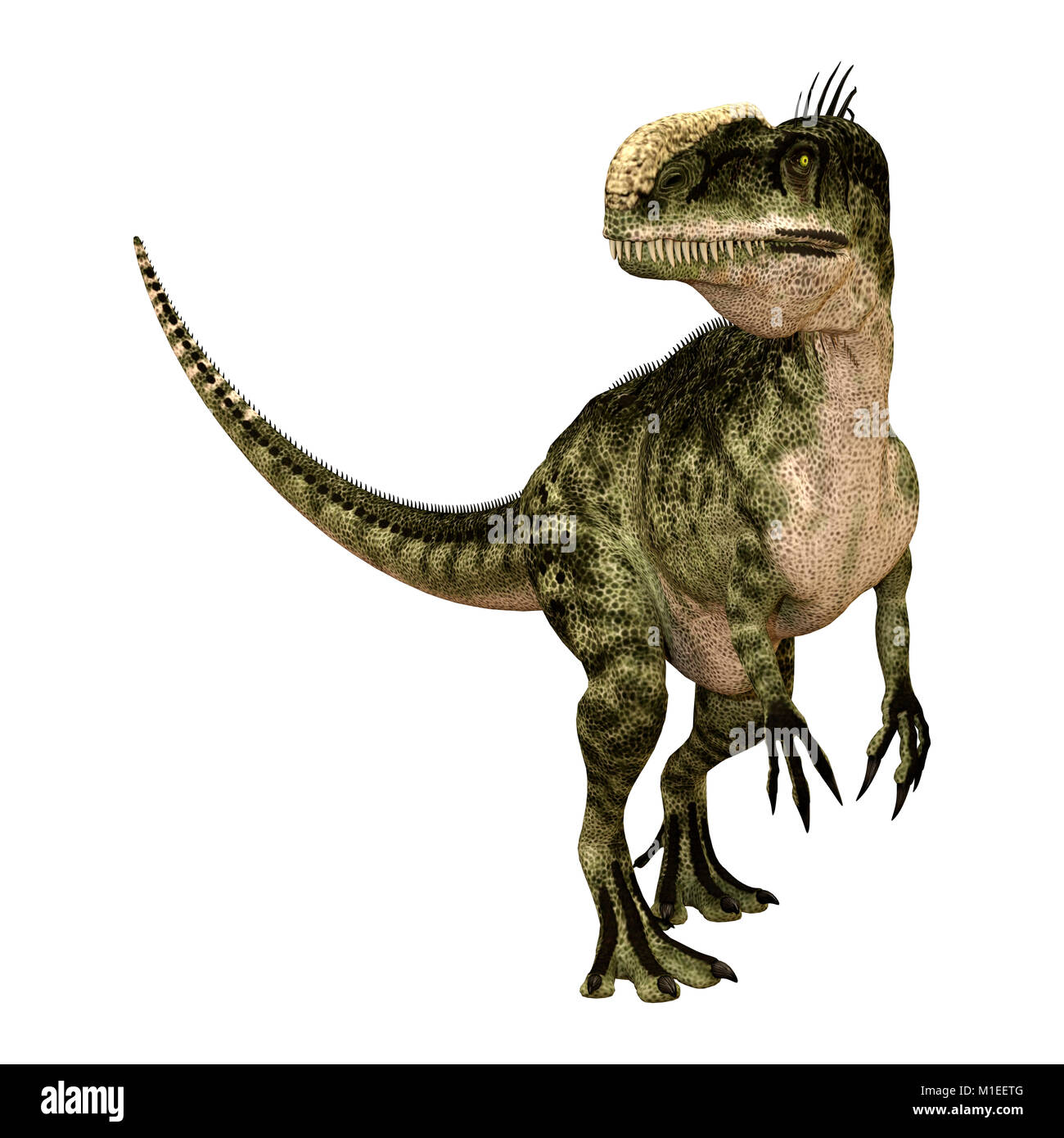3D rendering of a dinosaur Monolophosaurus isolated on white background ...