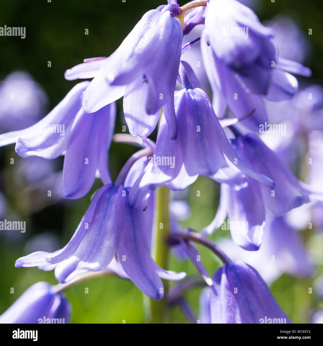 A close-up shot of some garden bluebells Stock Photo - Alamy