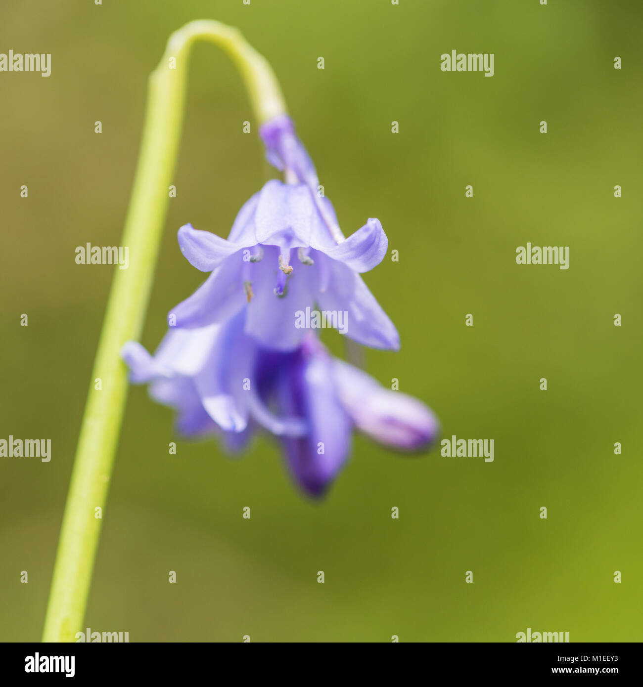 Bell shape blooms hi-res stock photography and images - Alamy