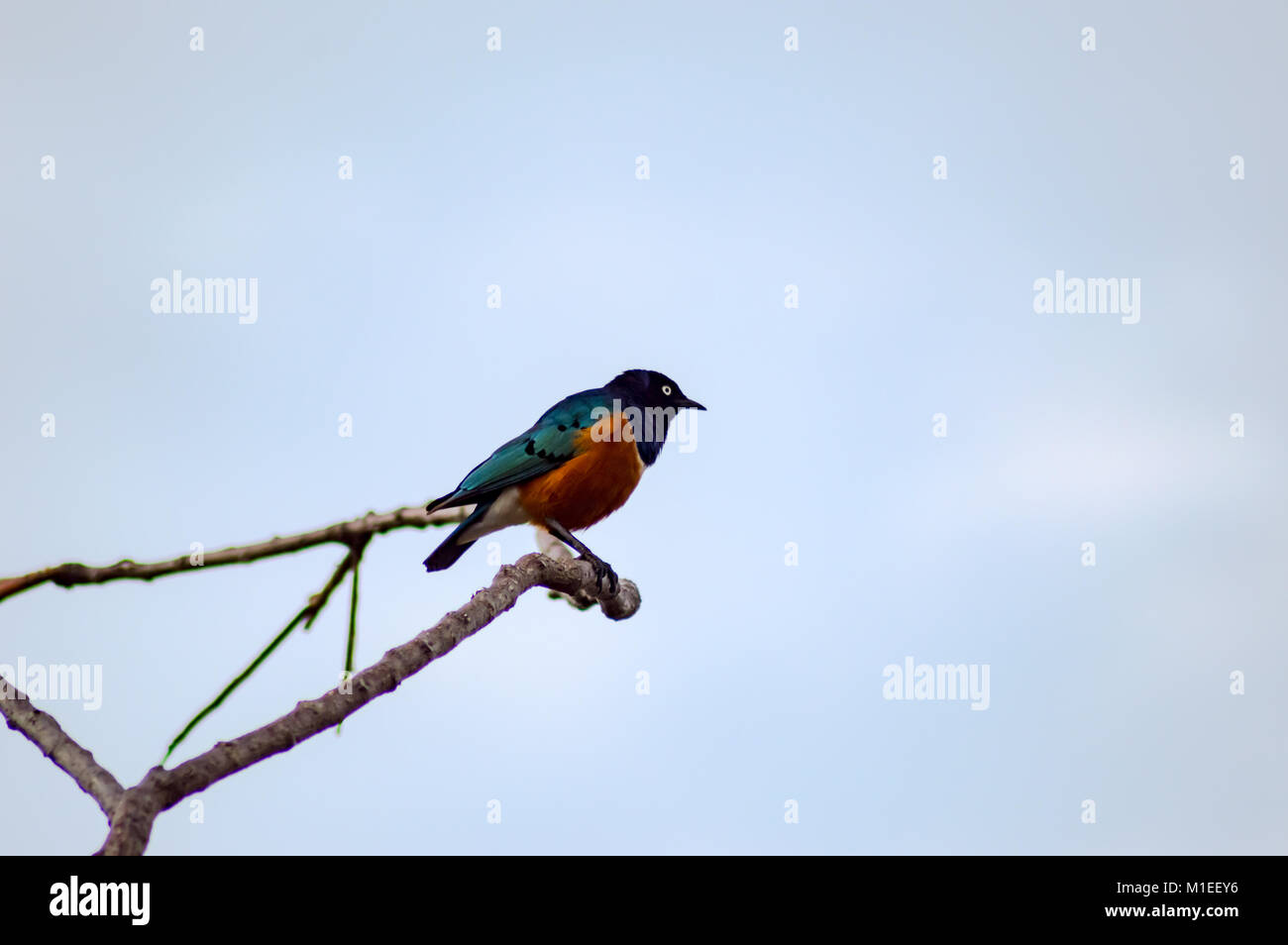 Blue and orange starling on an acacia in Maasai Mara Park North West ...