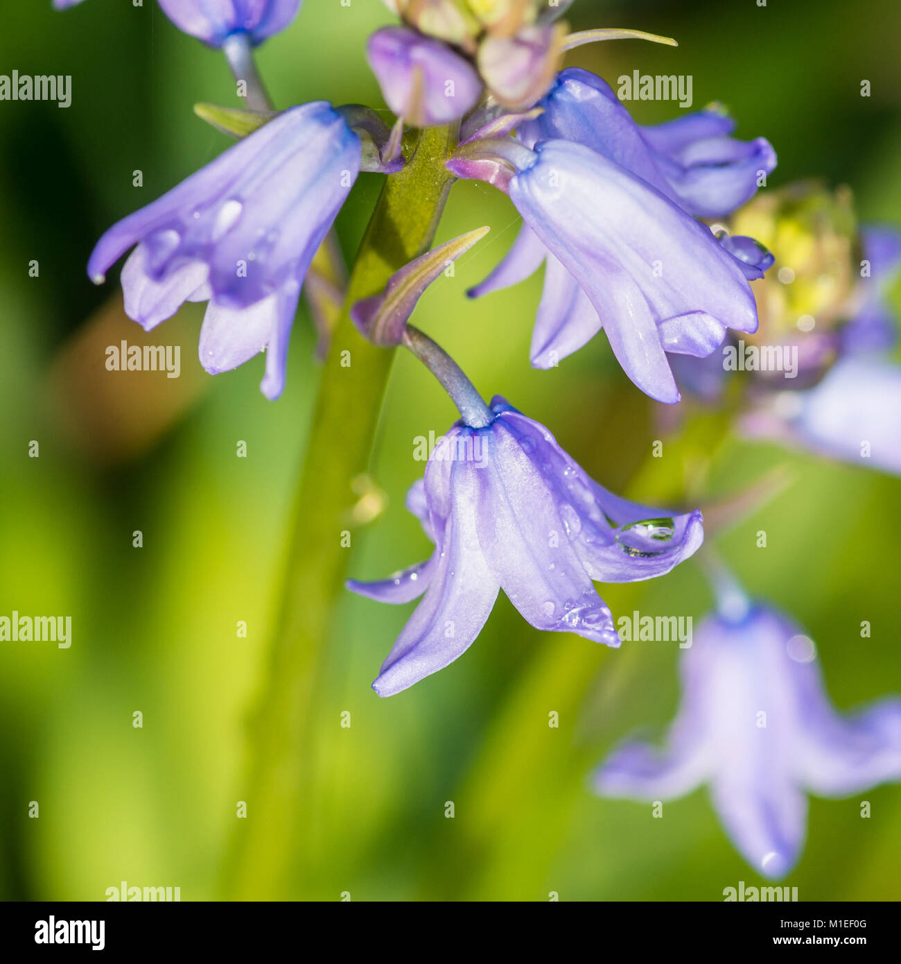 Bluebell blue bell close hi-res stock photography and images - Alamy