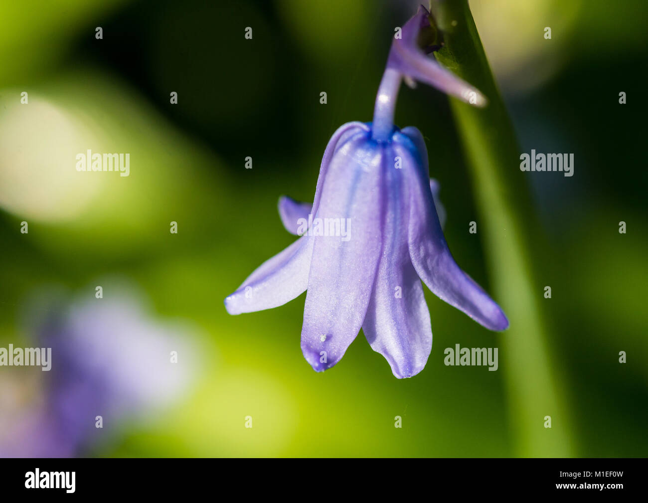 A macro shot of a spanish bluebell bloom Stock Photo - Alamy
