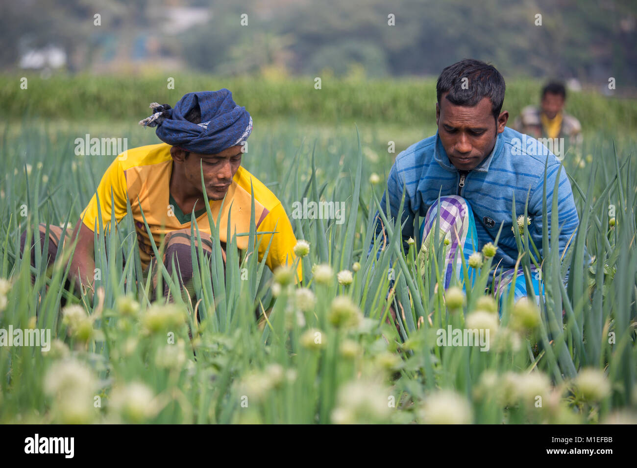 Bangladesh onion seed field hi-res stock photography and images - Alamy