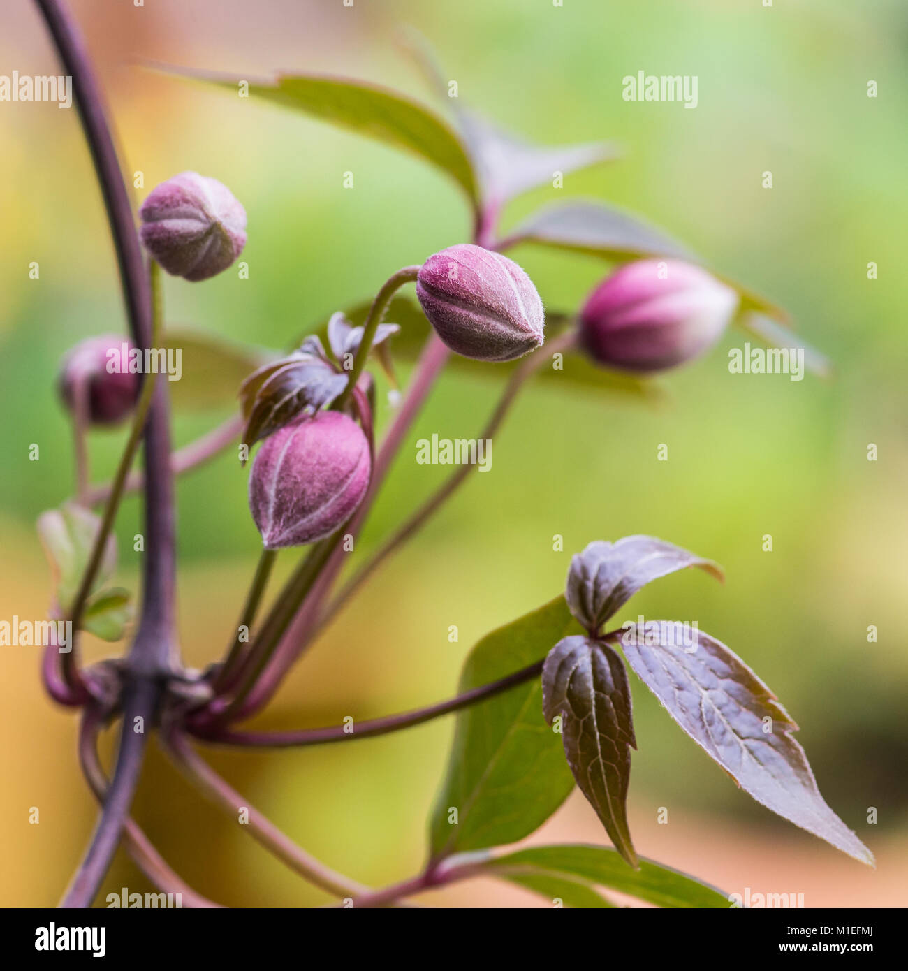 Clematis buds hi-res stock photography and images - Alamy