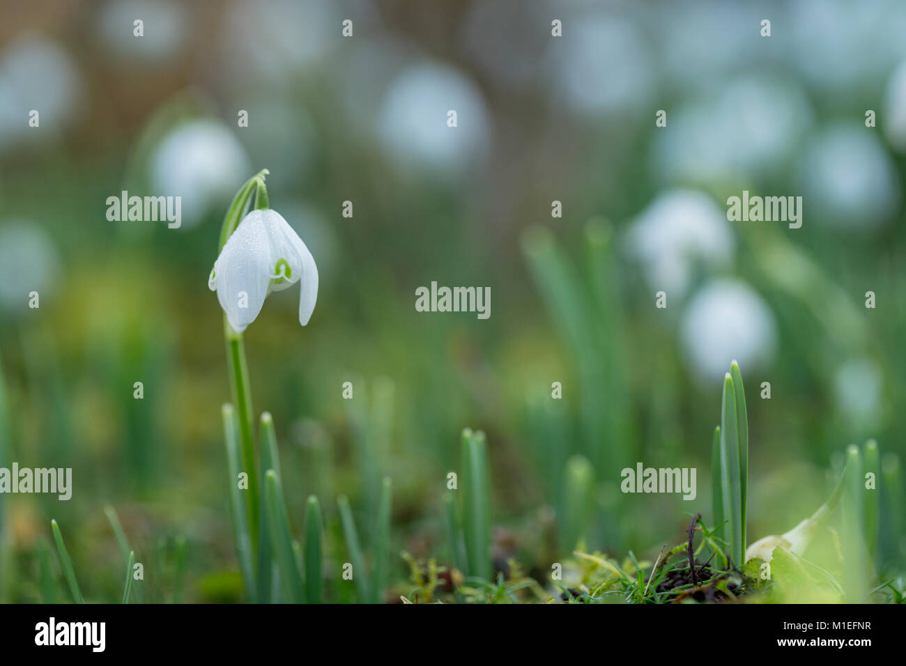 Wet white flowers hi-res stock photography and images - Alamy