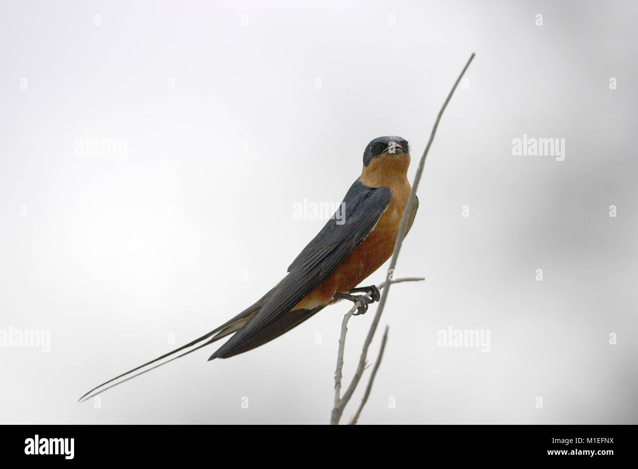 Red breasted swallow hi-res stock photography and images - Alamy