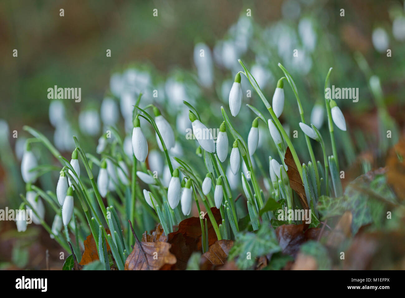 Snowdrop flowers growing wild in hi-res stock photography and images ...