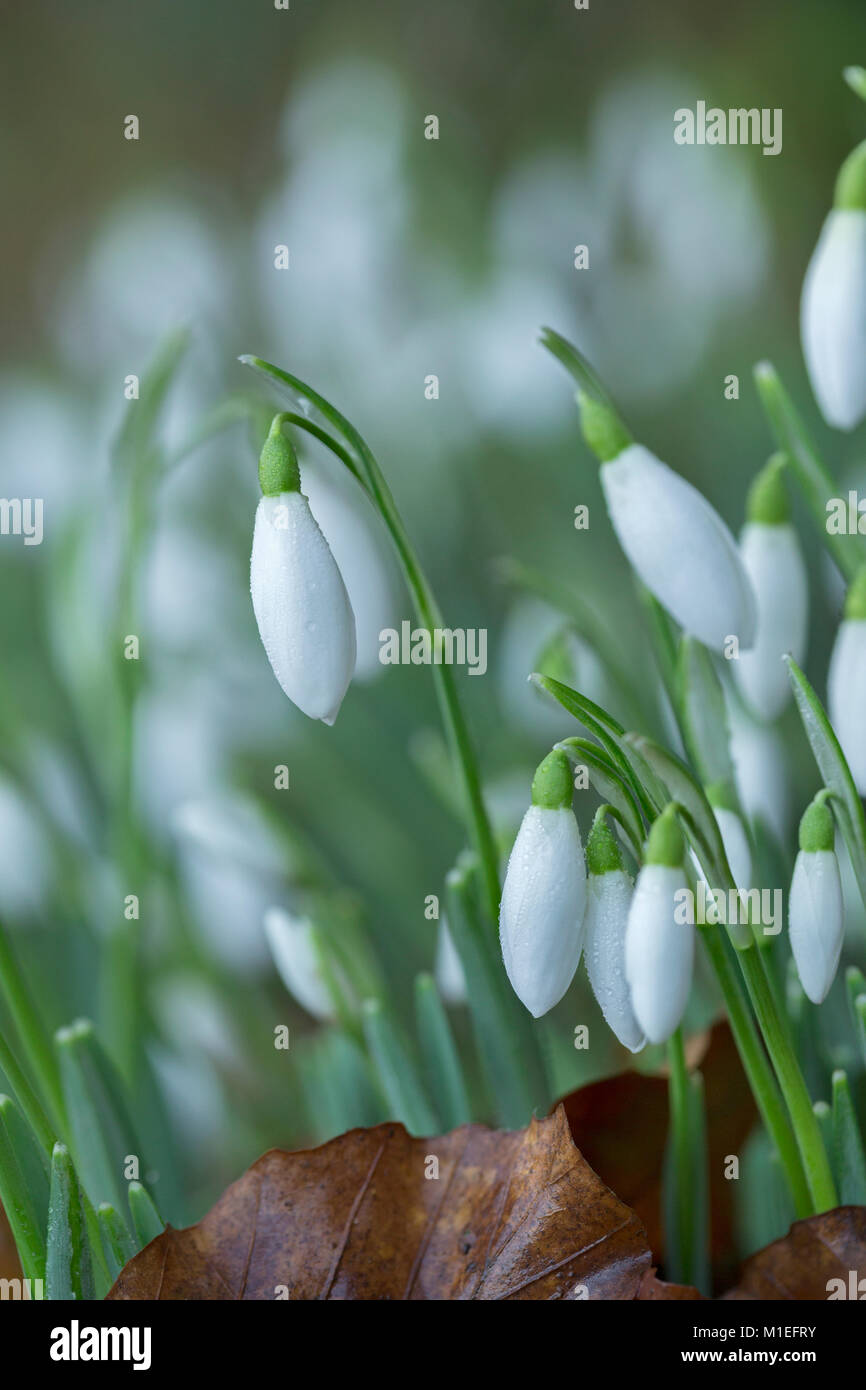Snowdrop flowers growing wild in hi-res stock photography and images ...