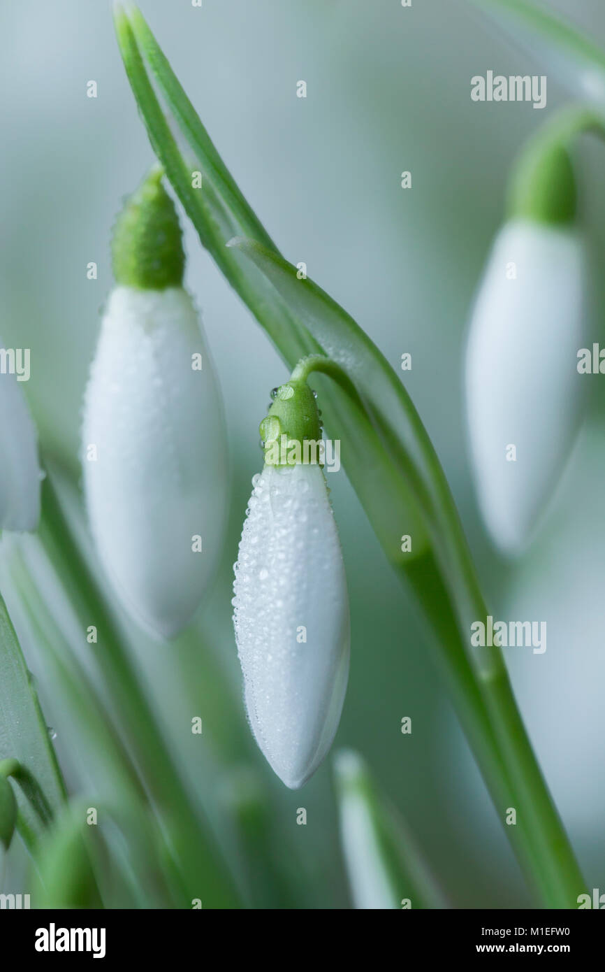 Snowdrop flowers growing wild in Wales Stock Photo - Alamy