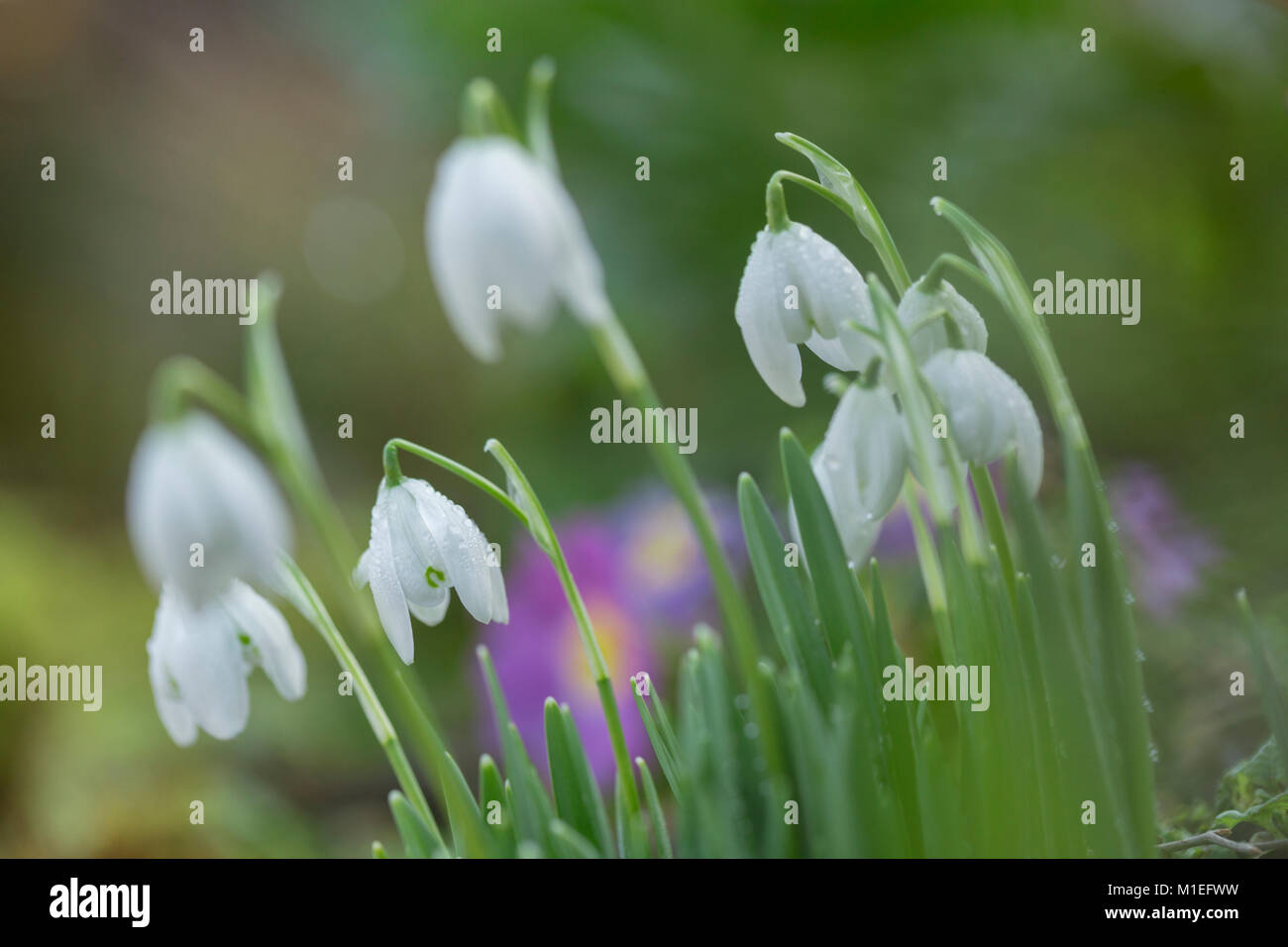 Snowdrop flowers growing wild in hi-res stock photography and images ...