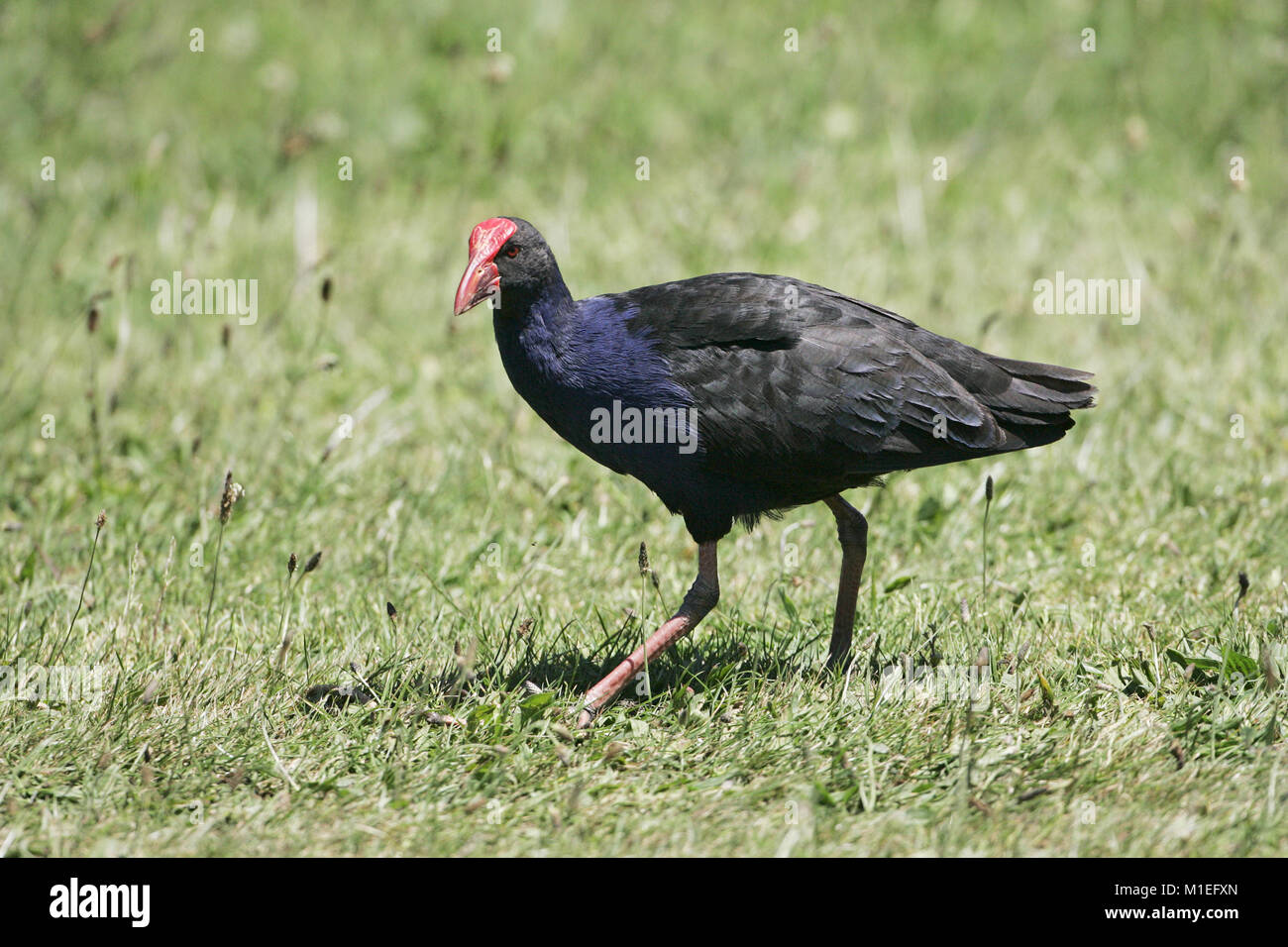 Tiri tiri matangi hi-res stock photography and images - Alamy